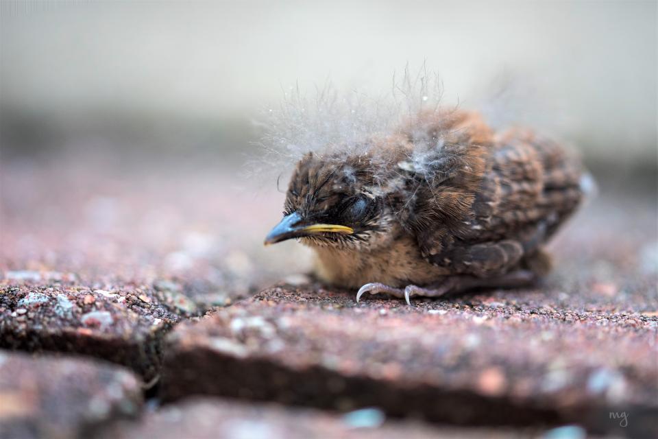 Out of the Nest | Shutterbug